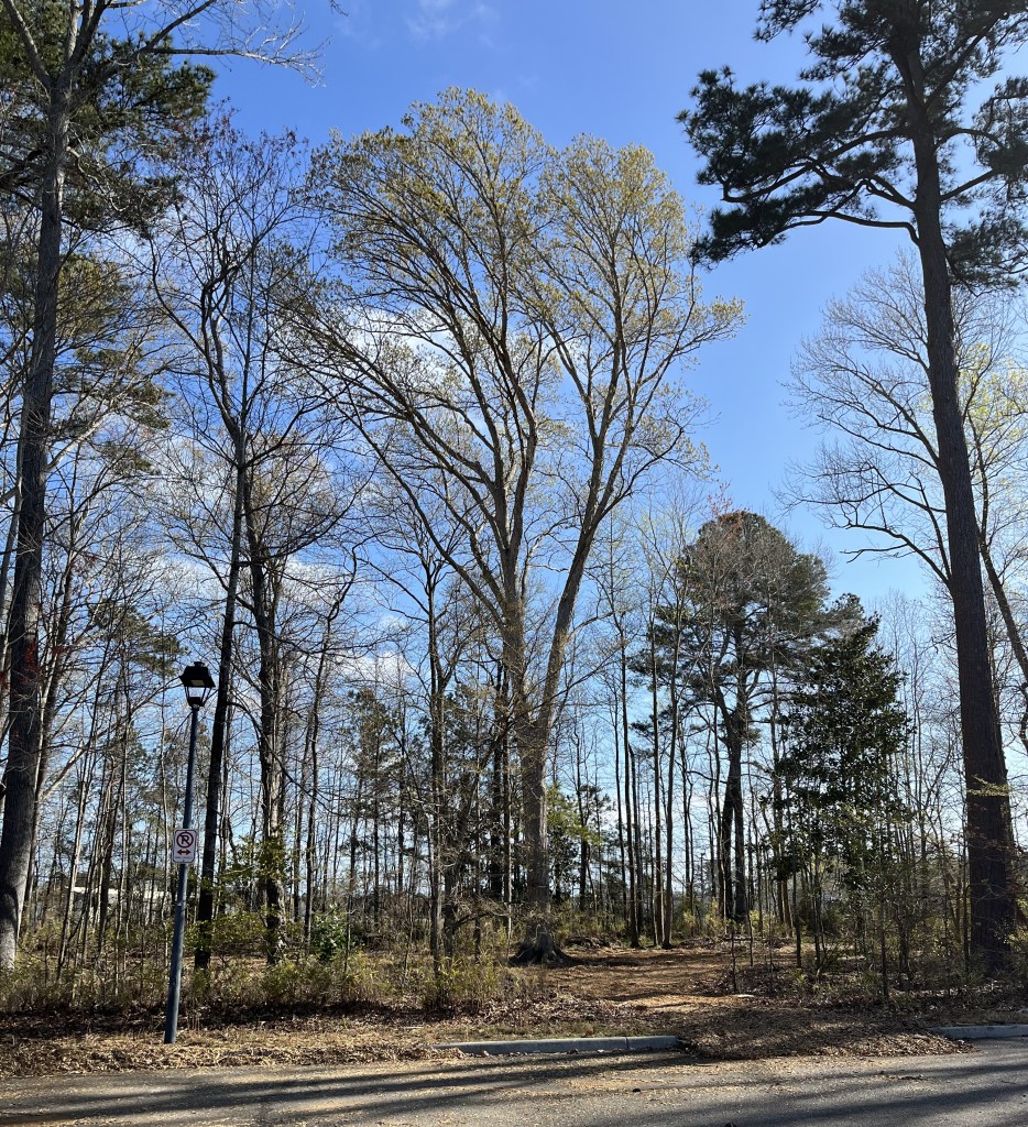 Photo Gallery – Happy Tree LLC